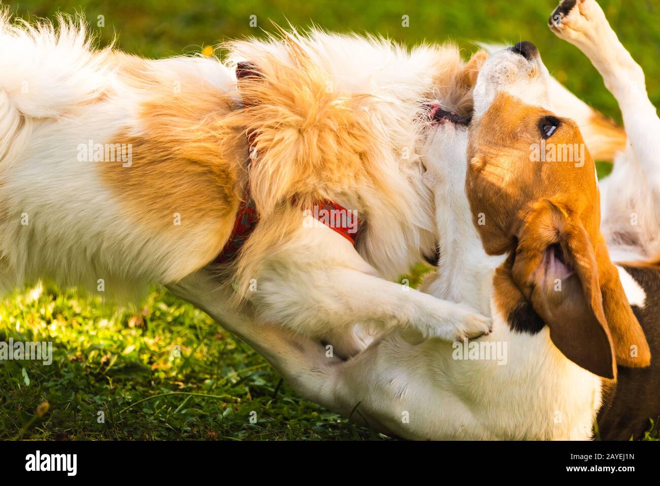Two dogs playing on a green grass outdoors. Beagle dog with white ...