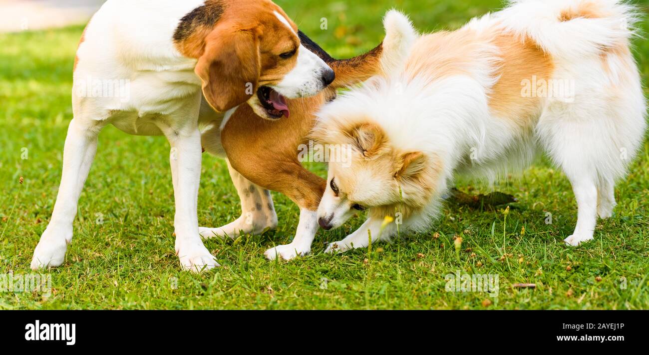 Two dogs playing on a green grass outdoors. Beagle dog with white ...