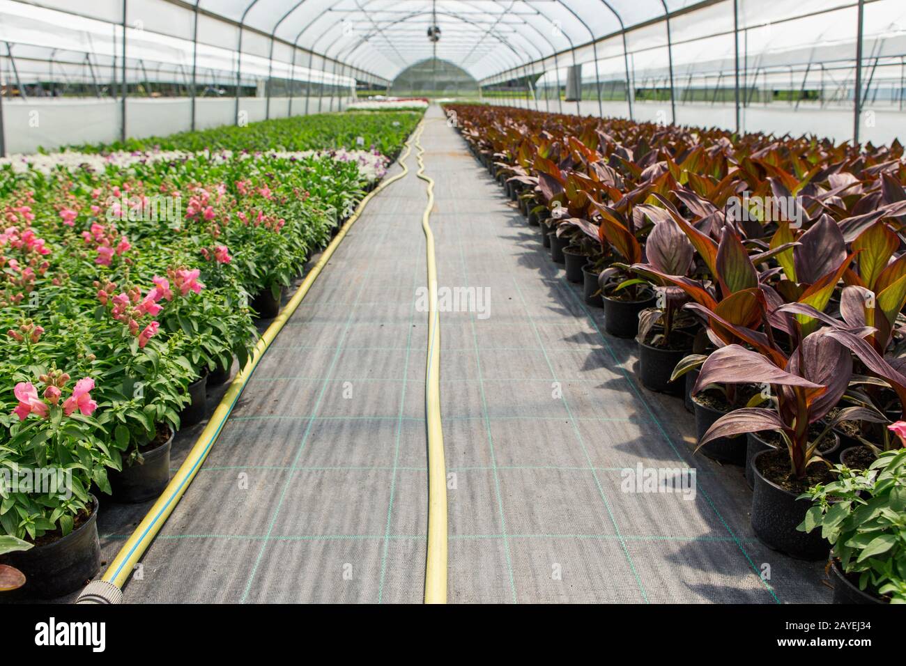 Greenhouses for growing flowers. Floriculture industry Stock Photo - Alamy