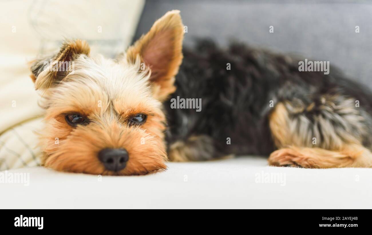 The Yorkshire Terrier slipping on a couch, sofa. Small dog concept ...