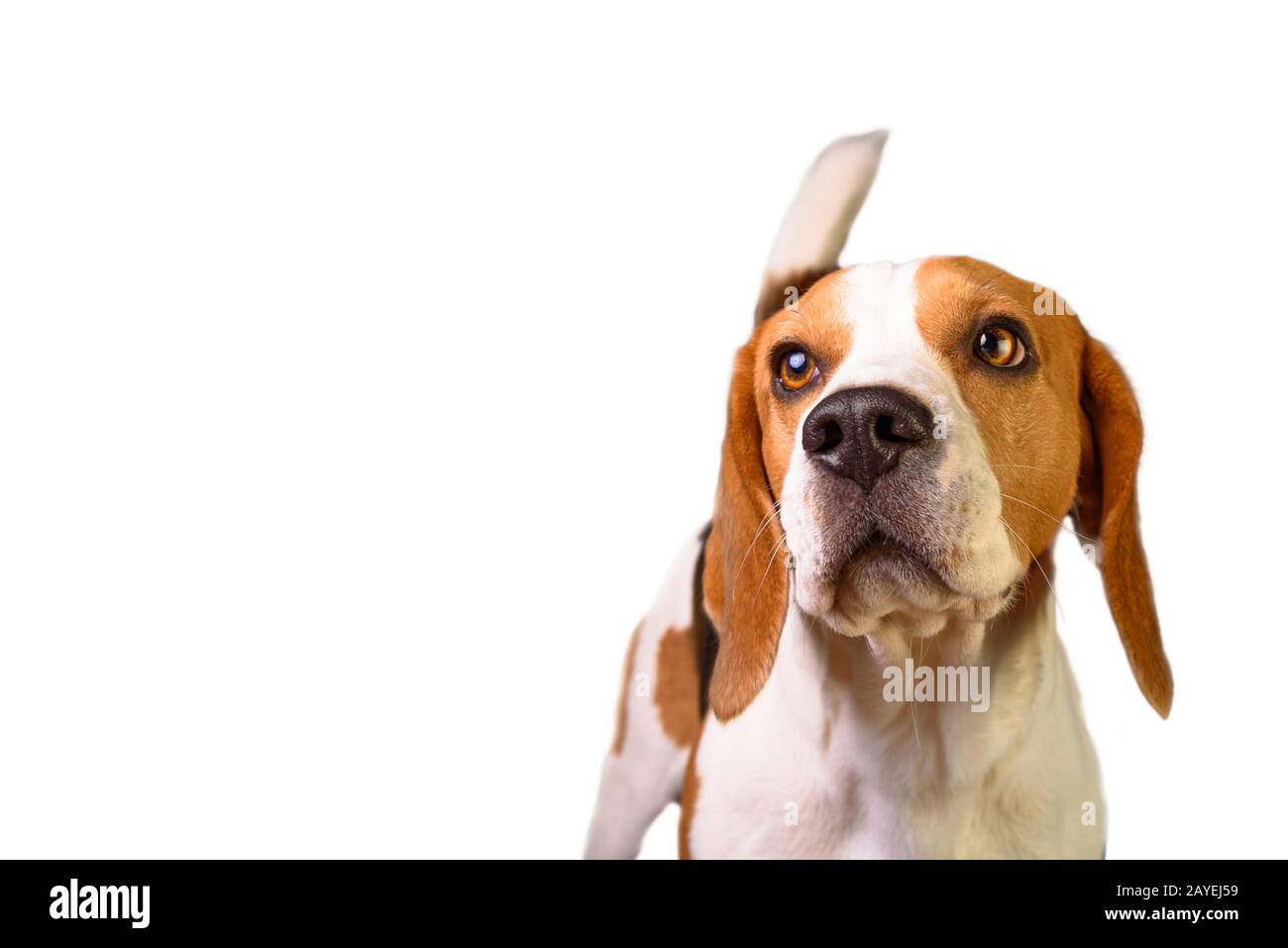 Portrait of a young male beagle dog on white background. Isolated cut ...