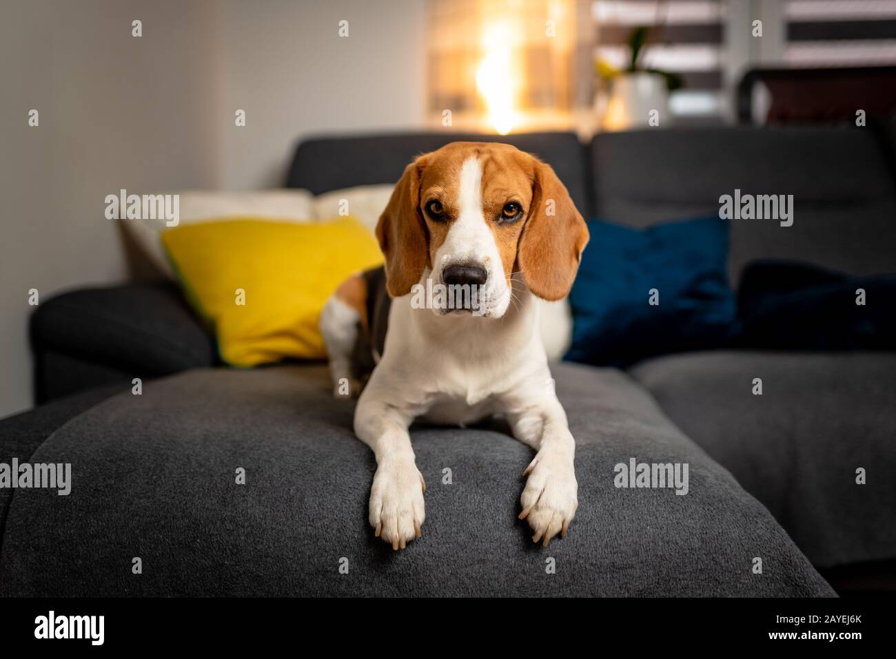 Purebred beagle lying on sofa looking towards camera Stock Photo - Alamy