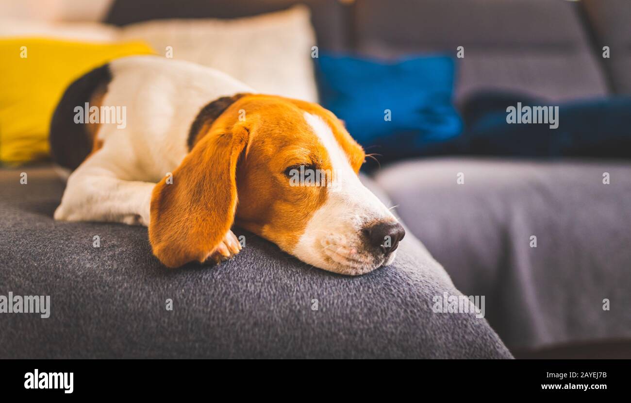 Sleeping beagle dog hi-res stock photography and images - Alamy