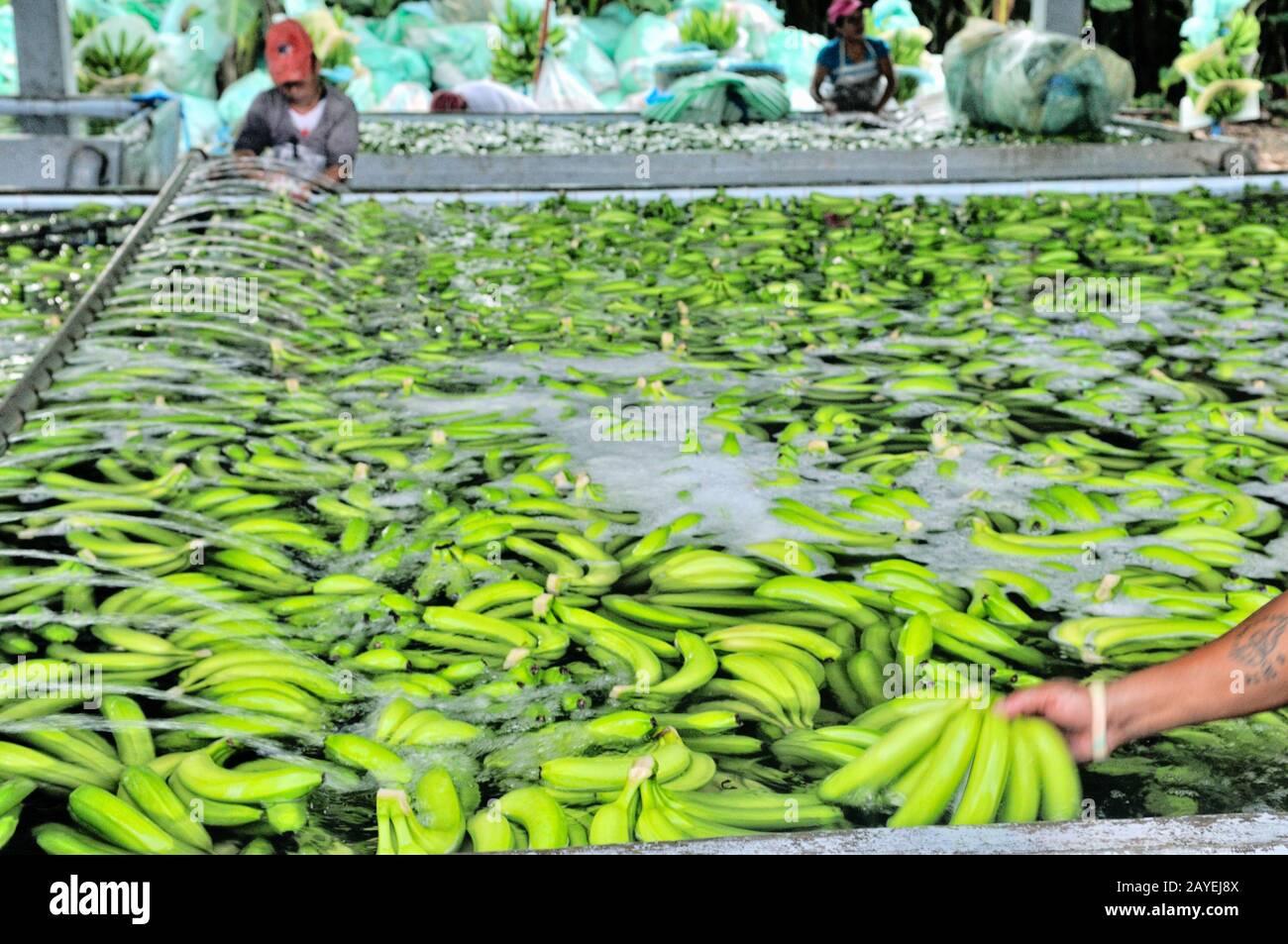 Ecuador banana harvesting hi-res stock photography and images - Alamy