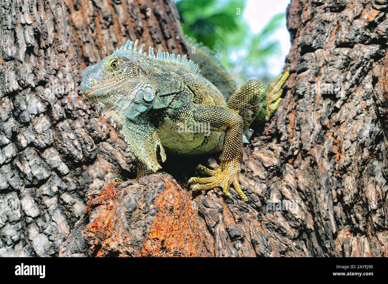 Iguana park in guayaquil hi-res stock photography and images - Alamy