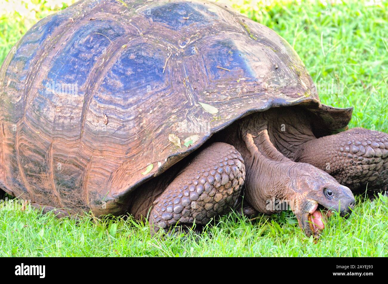 Turtle grass hi-res stock photography and images - Alamy