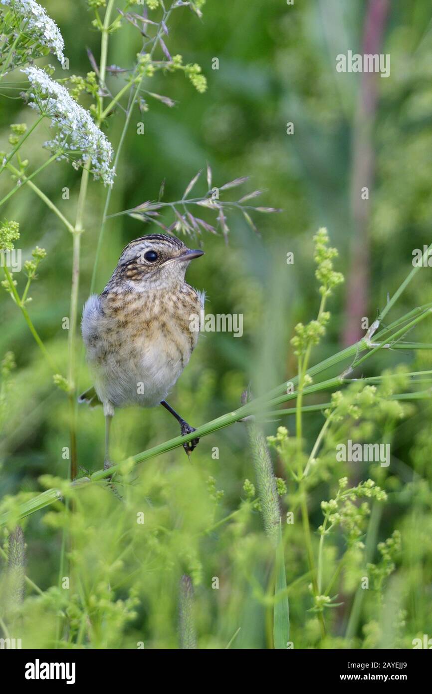 Young Whinchat High Resolution Stock Photography and Images - Alamy