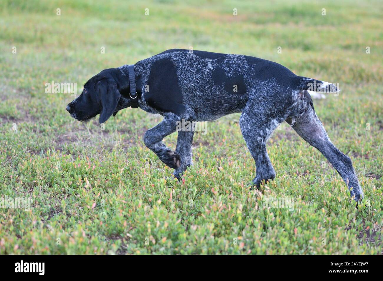 Hunting dog breed German Wirehaired pointer on the walk Stock Photo - Alamy