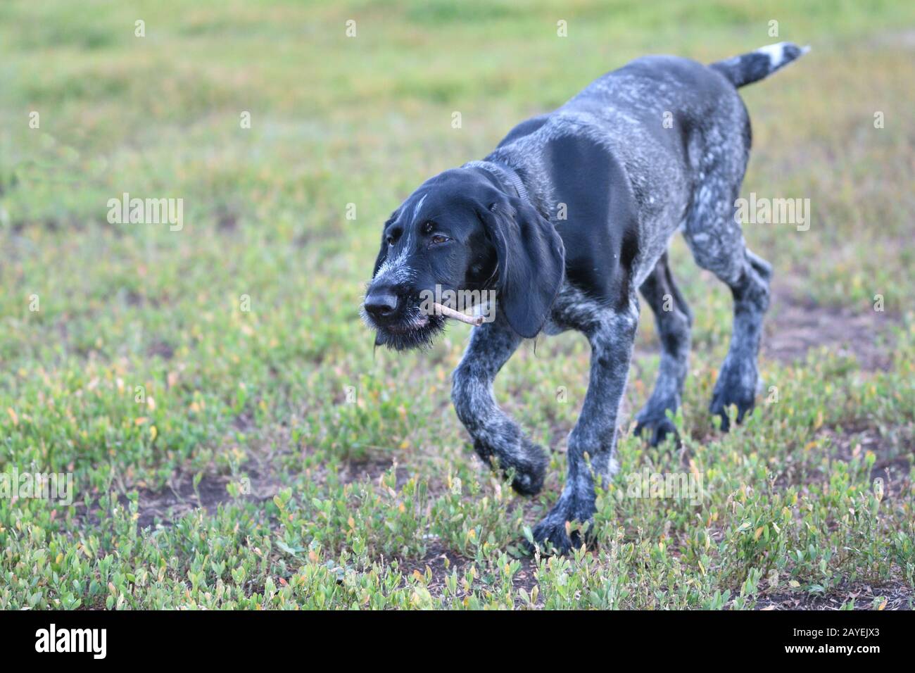 Hunting dog breed German Wirehaired pointer on the walk Stock Photo - Alamy