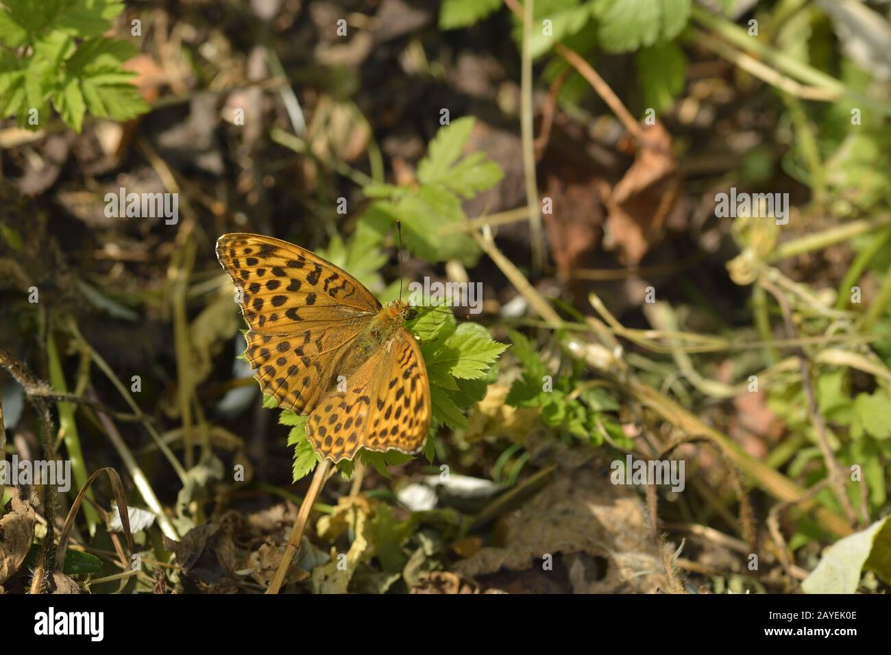 Silver washed fritillary spring hi-res stock photography and images - Alamy