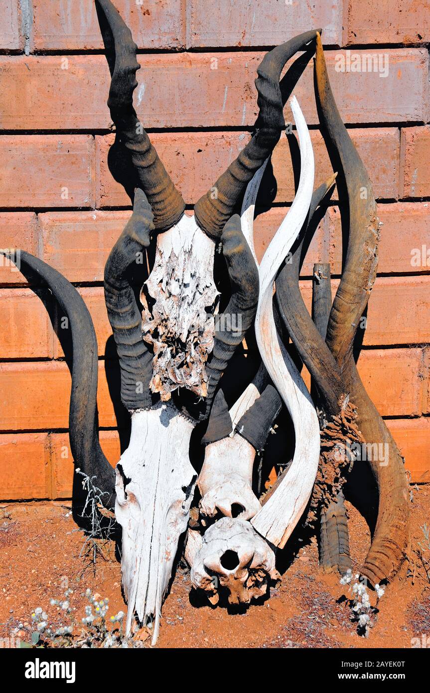 Hunted for trophies hi-res stock photography and images - Alamy