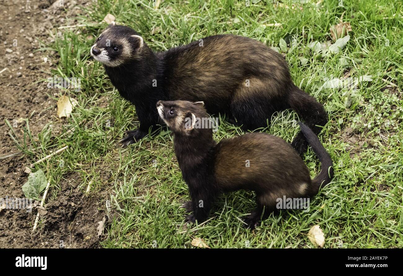 Polecats of the uk hi-res stock photography and images - Alamy