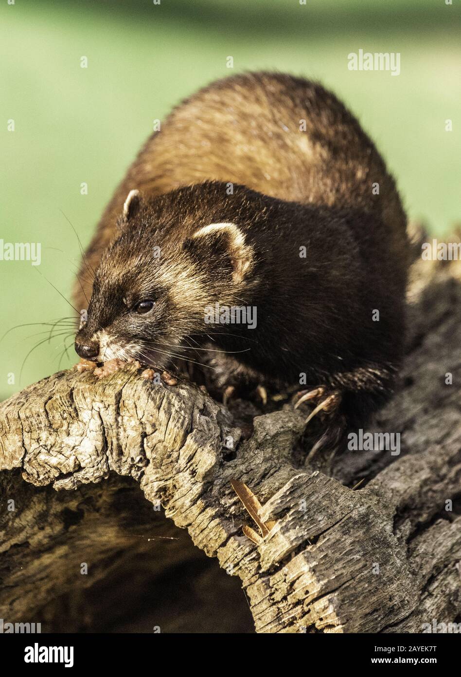 Polecats of the uk hi-res stock photography and images - Alamy