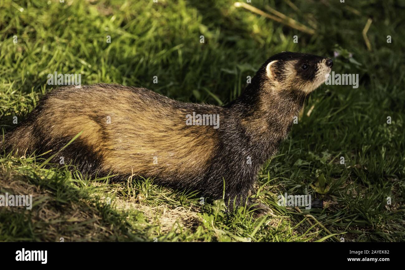 Polecats of the uk hi-res stock photography and images - Alamy