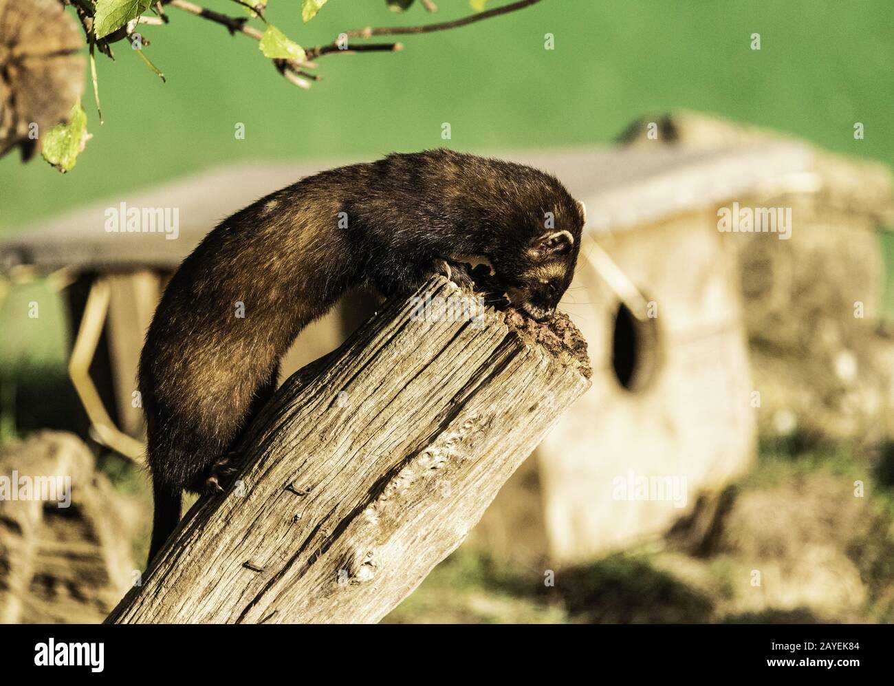 Polecats of the uk hi-res stock photography and images - Alamy