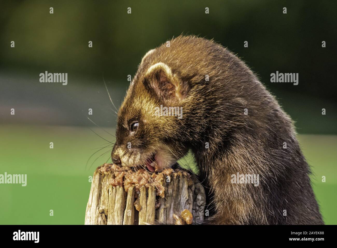 Polecats european hi-res stock photography and images - Alamy