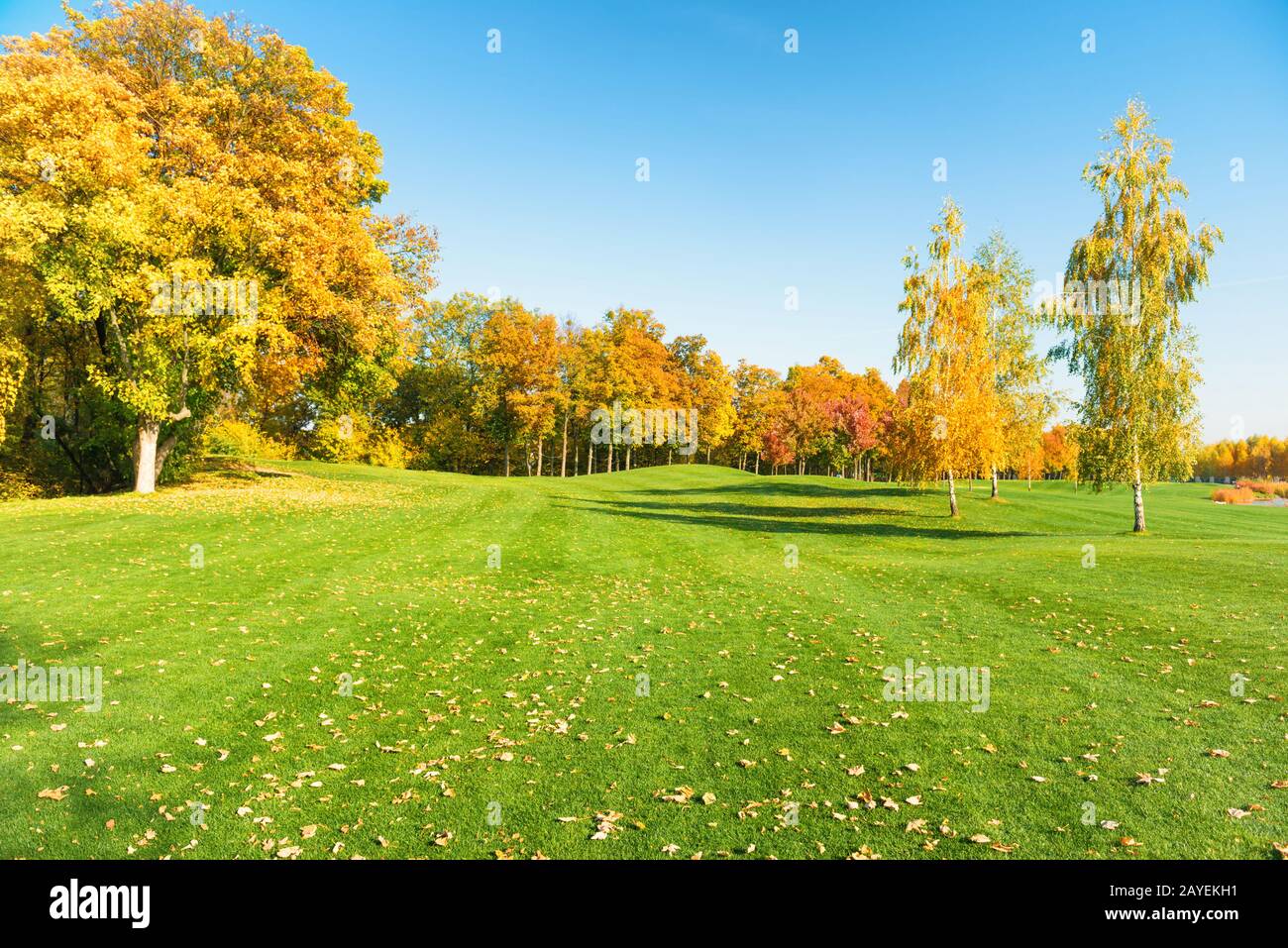 Forest field trees hi-res stock photography and images - Alamy