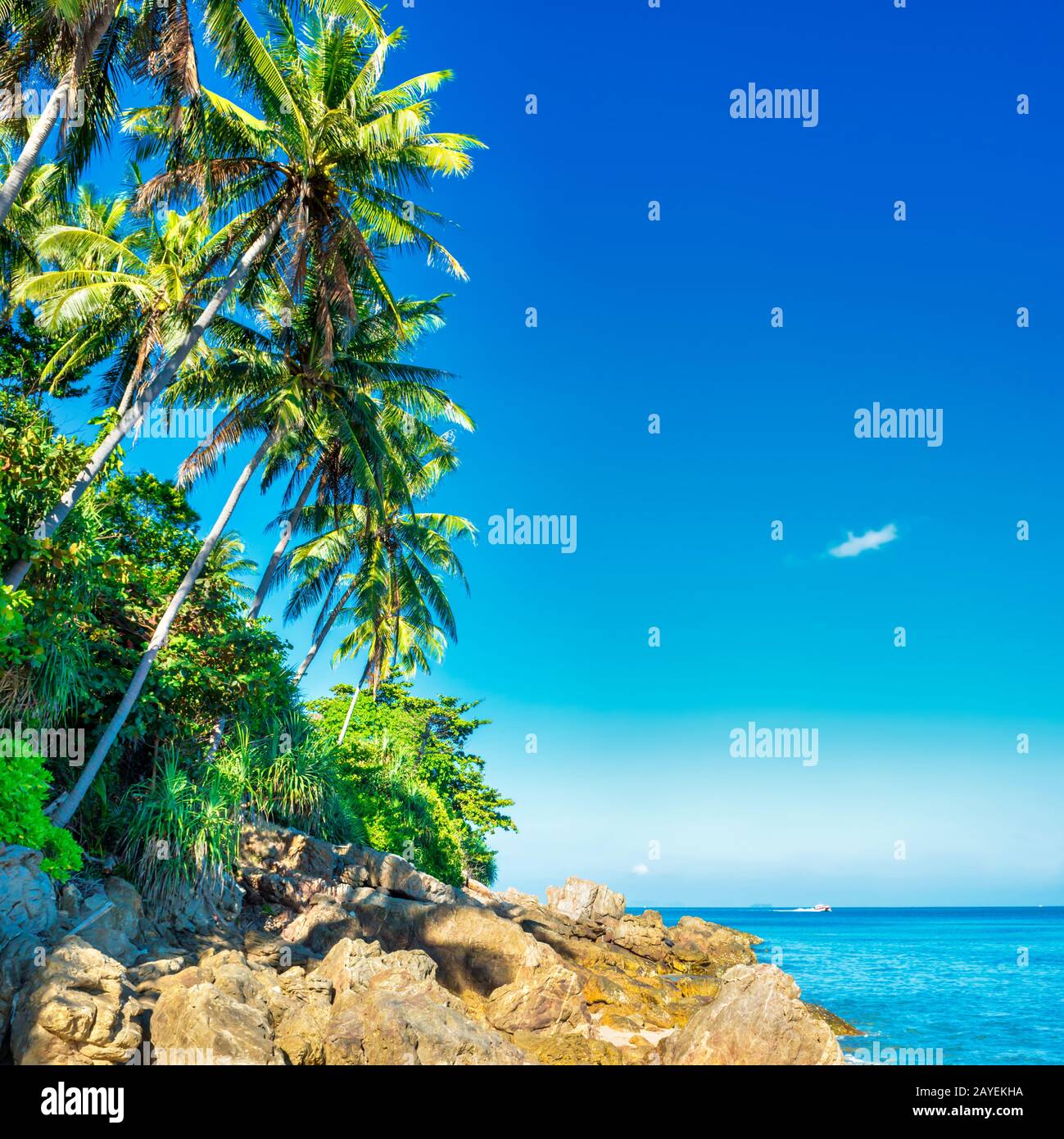 Tropical beach with rocks and palm trees Stock Photo - Alamy