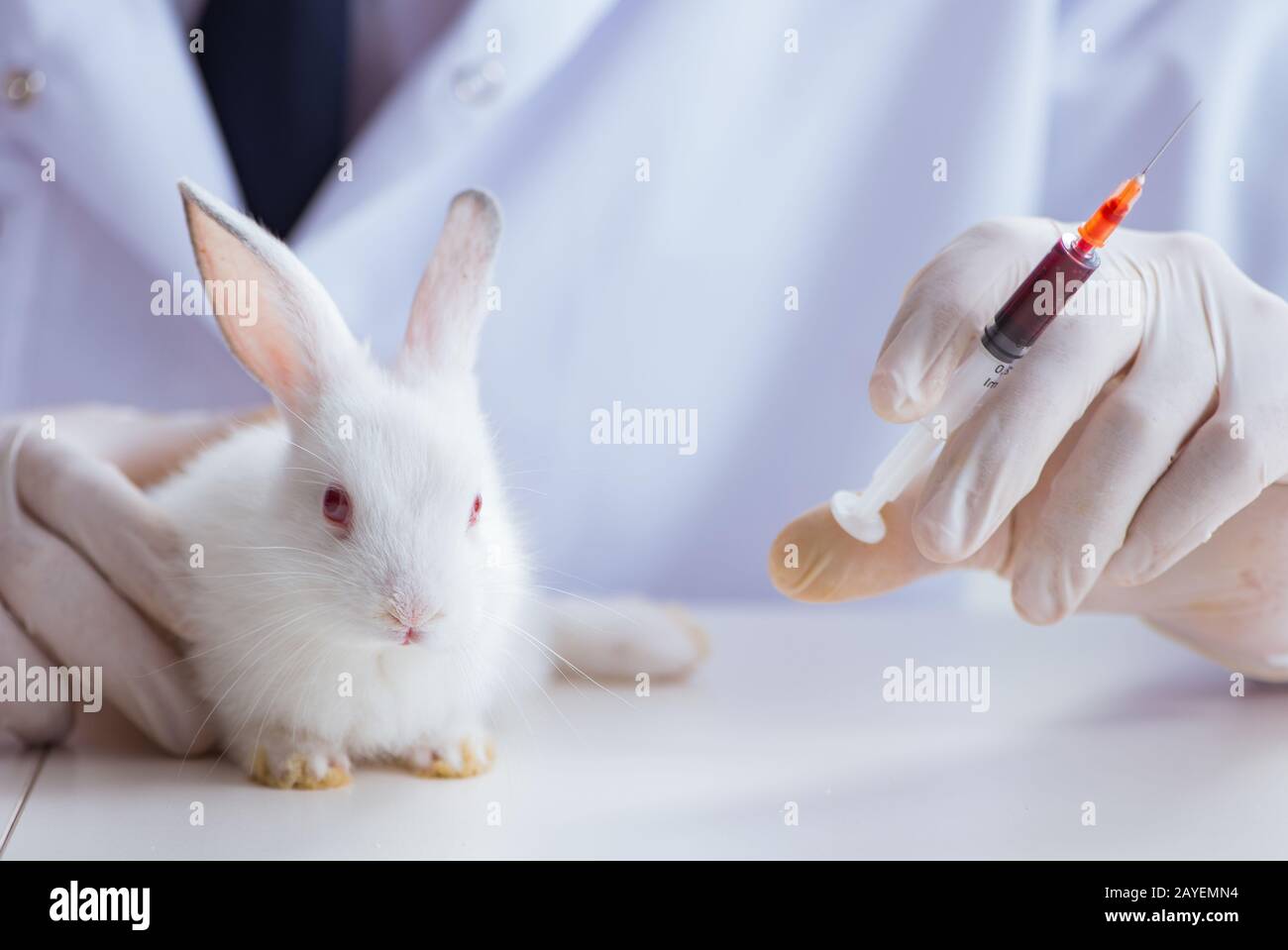 Vet doctor examining rabbit in pet hospital Stock Photo - Alamy