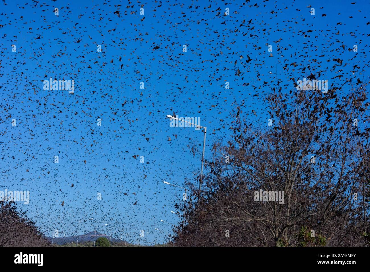 Extreme gathering of birds on the road Stock Photo - Alamy