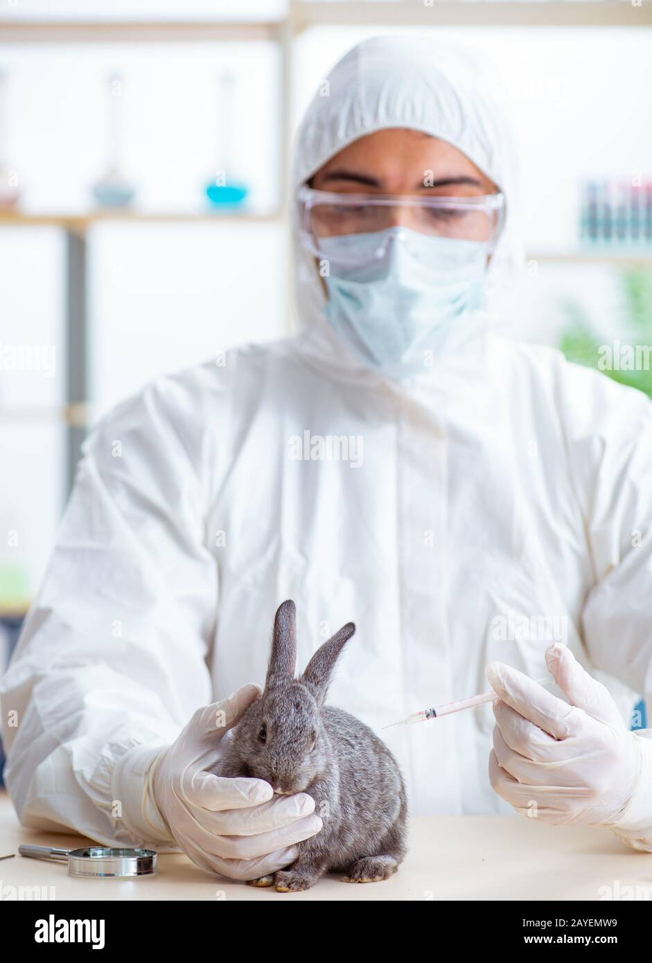 Scientist doing testing on animals rabbit Stock Photo - Alamy
