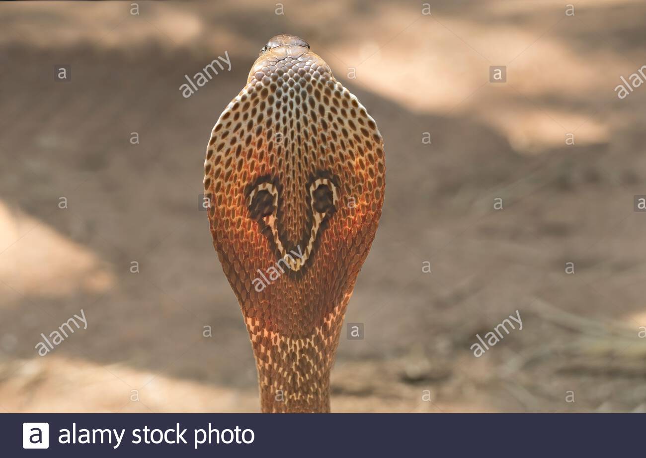 Indian Cobra Stock Photos & Indian Cobra Stock Images - Alamy