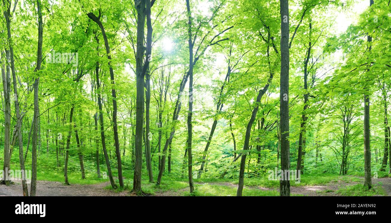 Green forest landscape panorama Stock Photo - Alamy