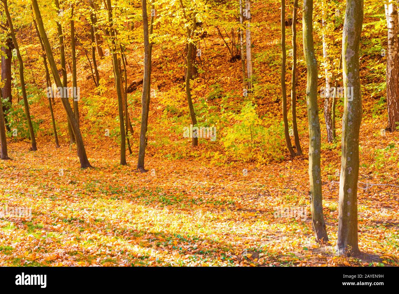 Sunny forest hi-res stock photography and images - Alamy