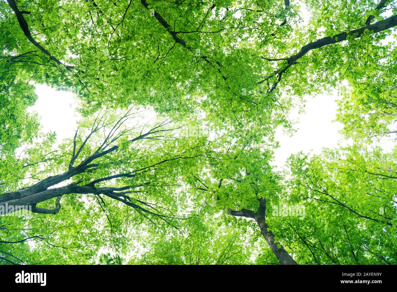 Green forest with trees Stock Photo - Alamy