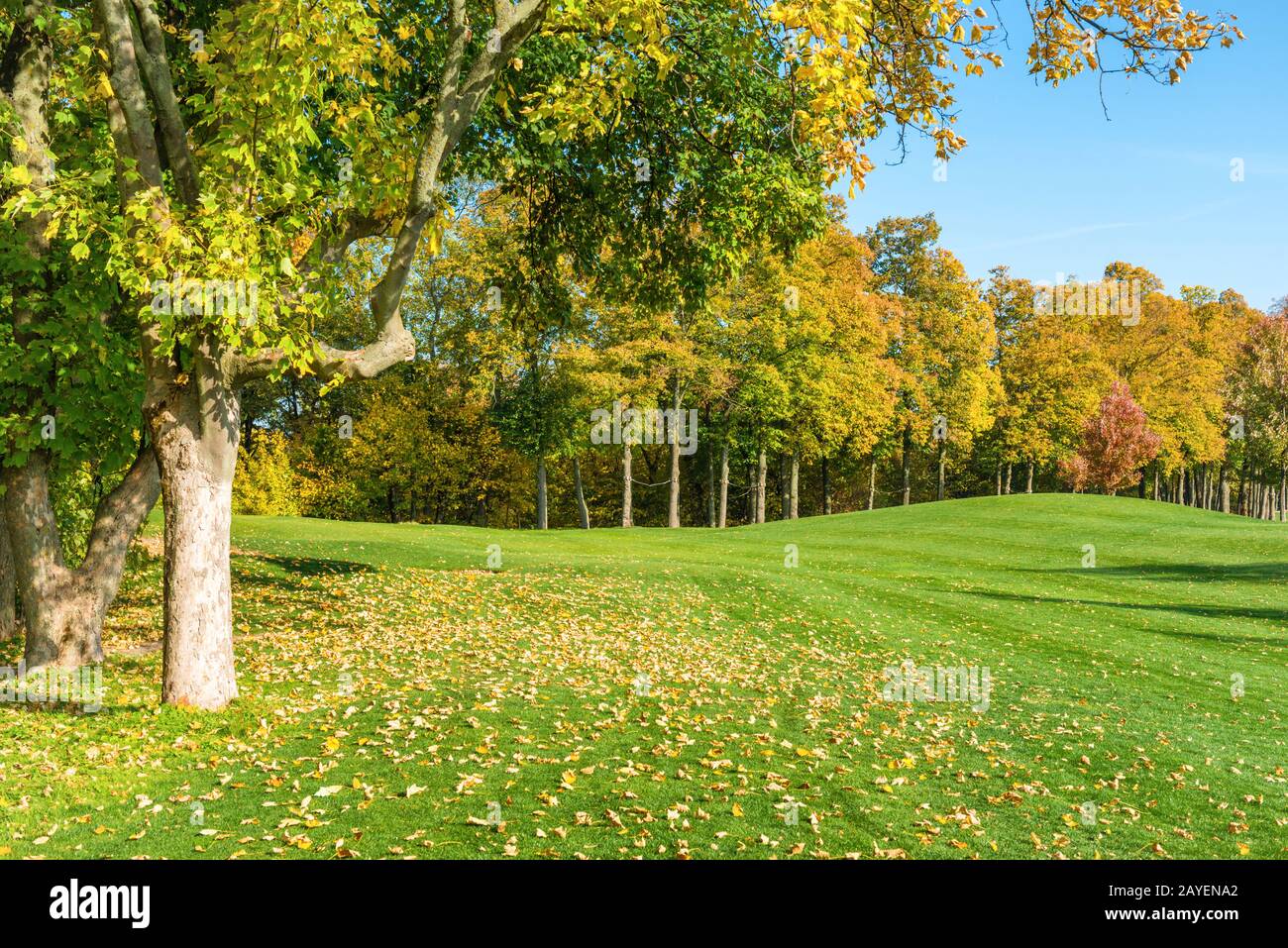 Autumn tree falling leaves blue sky hi-res stock photography and images ...