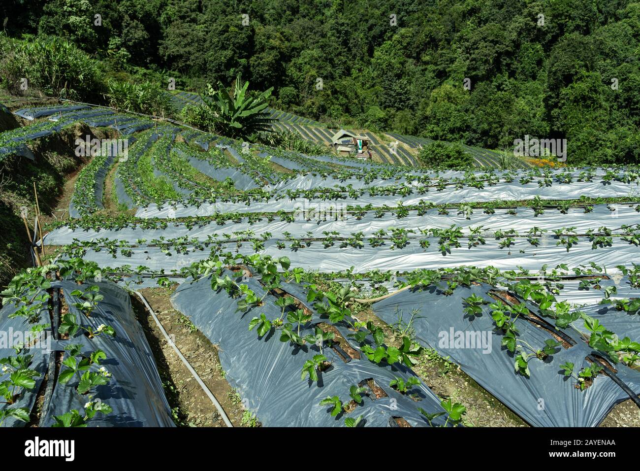 terraced plantations in the middle of the forest in northern Thailand ...