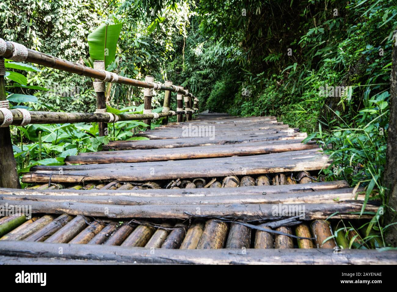 Bad wooden bridge in the middle of the jungle in northern Thailand ...