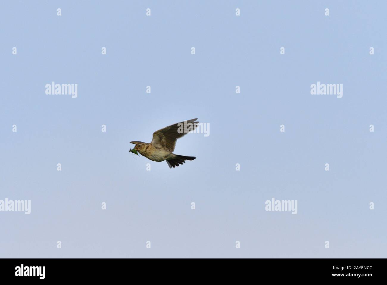 Skylark habitat hi-res stock photography and images - Alamy