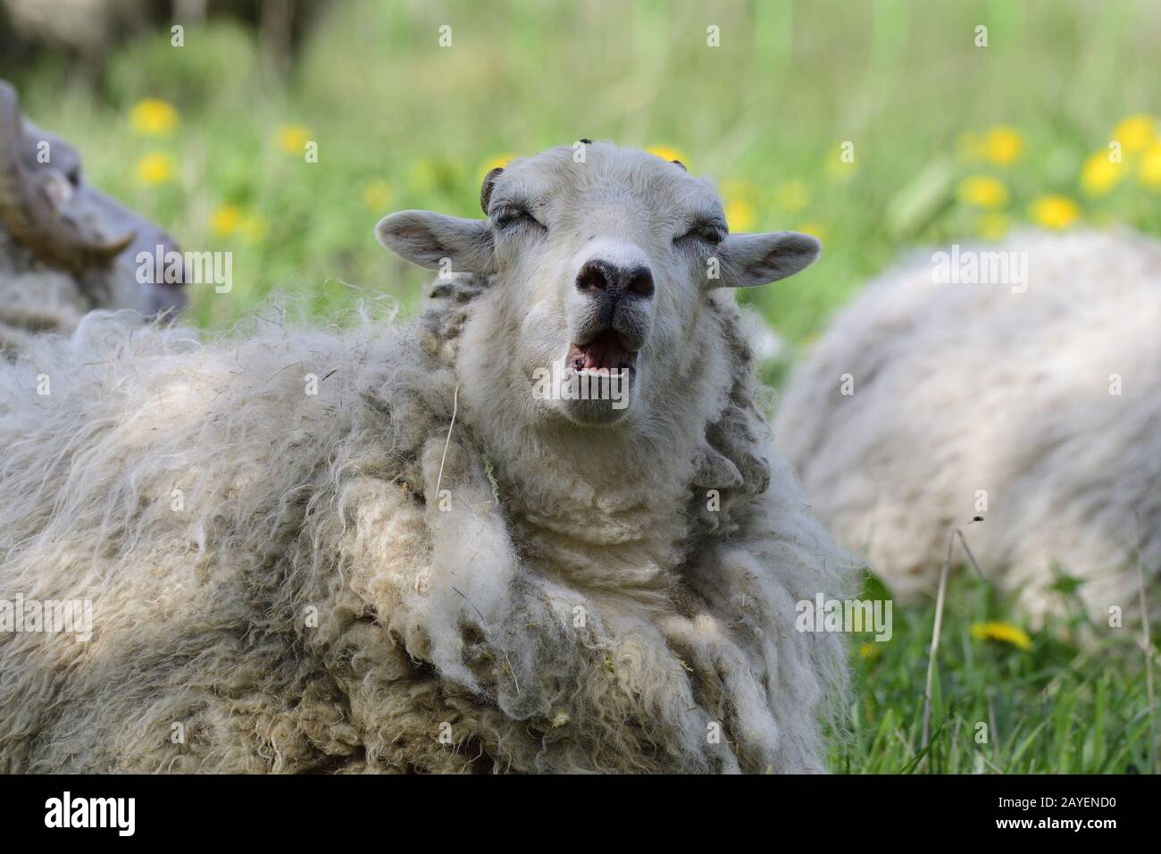 Ostpreussische hi-res stock photography and images - Alamy
