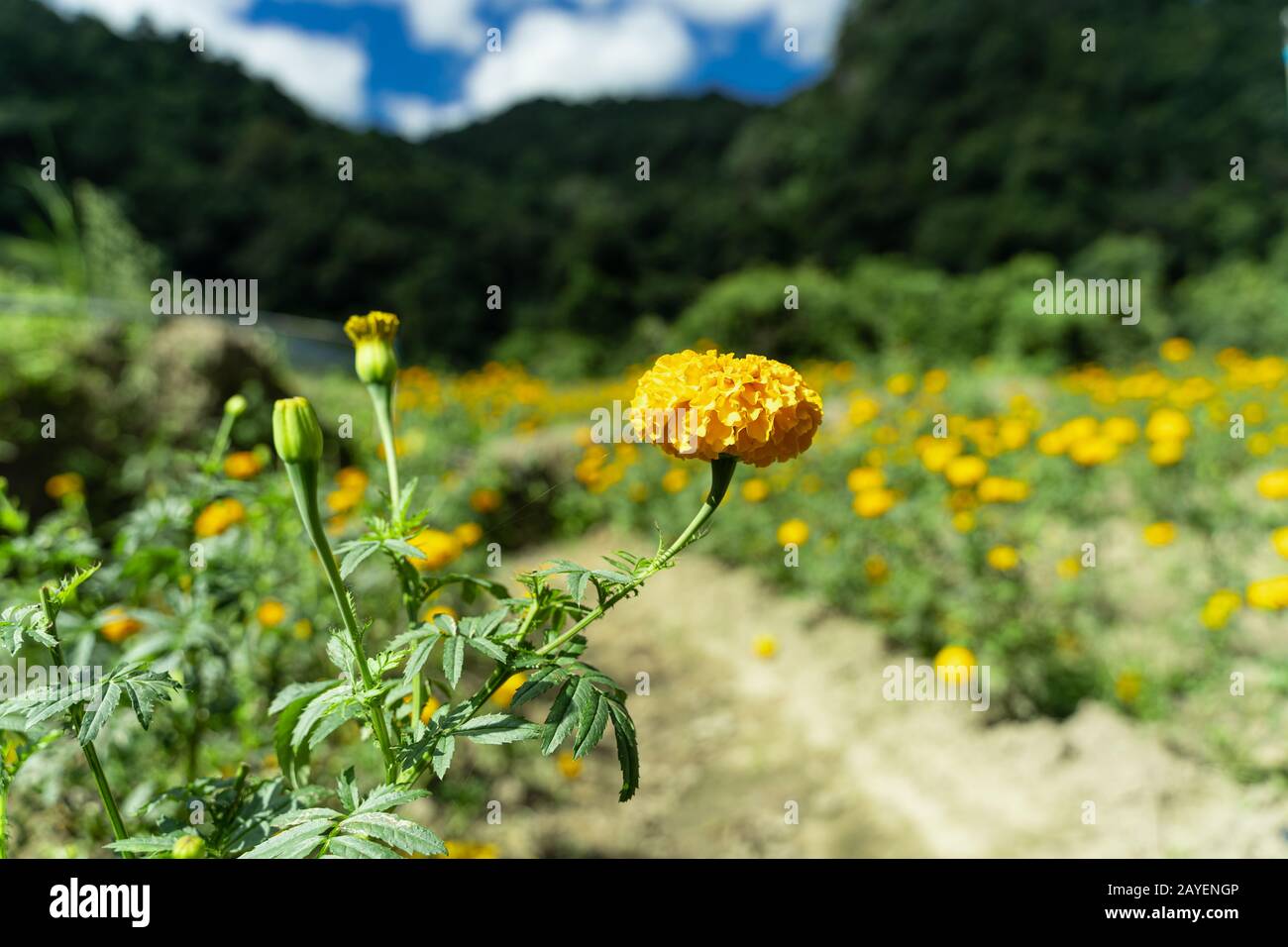 Yellow carnation in a field of carnations broken by a sandy path in the ...