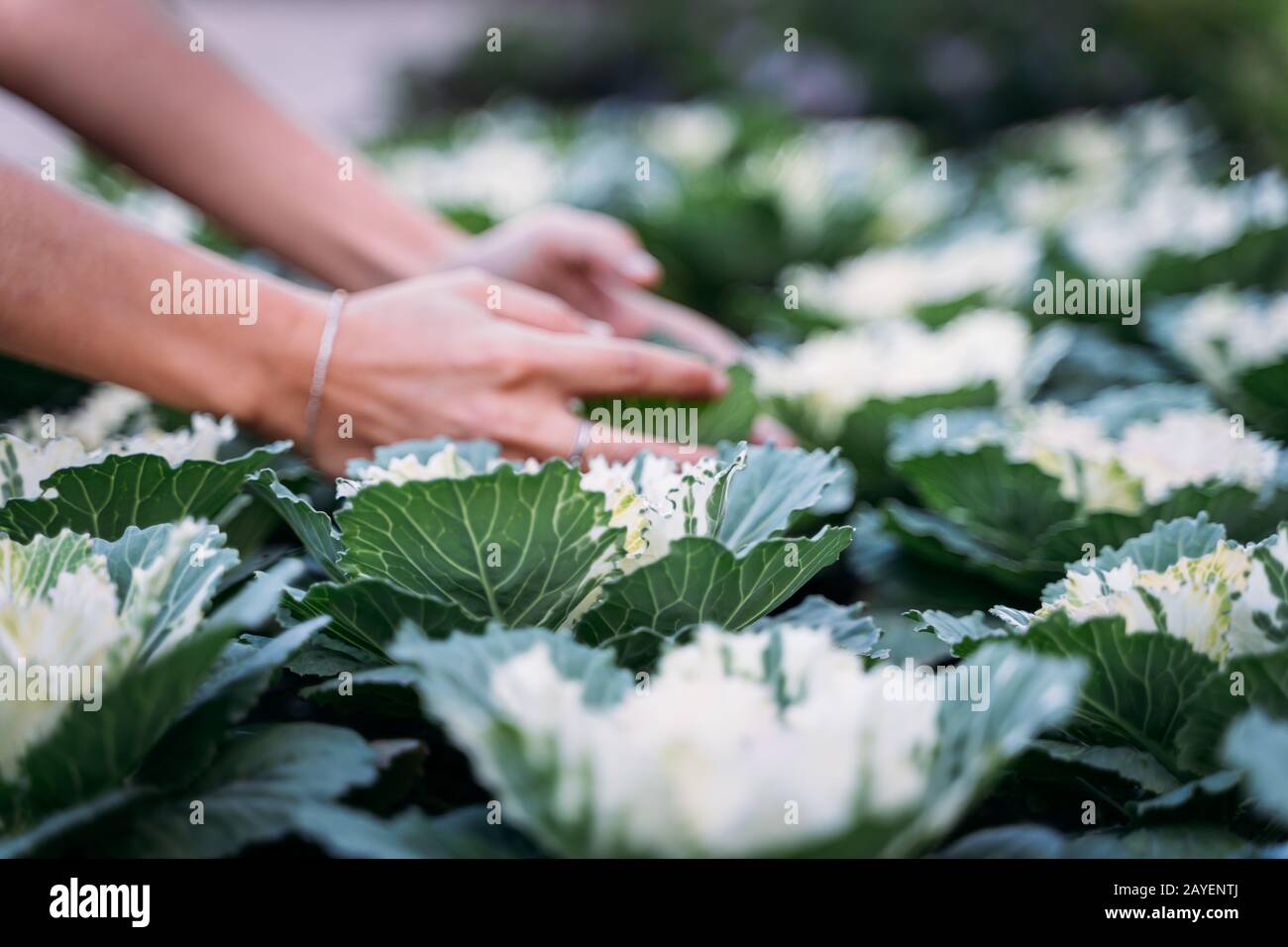 Hands woman picking edible hi-res stock photography and images - Alamy