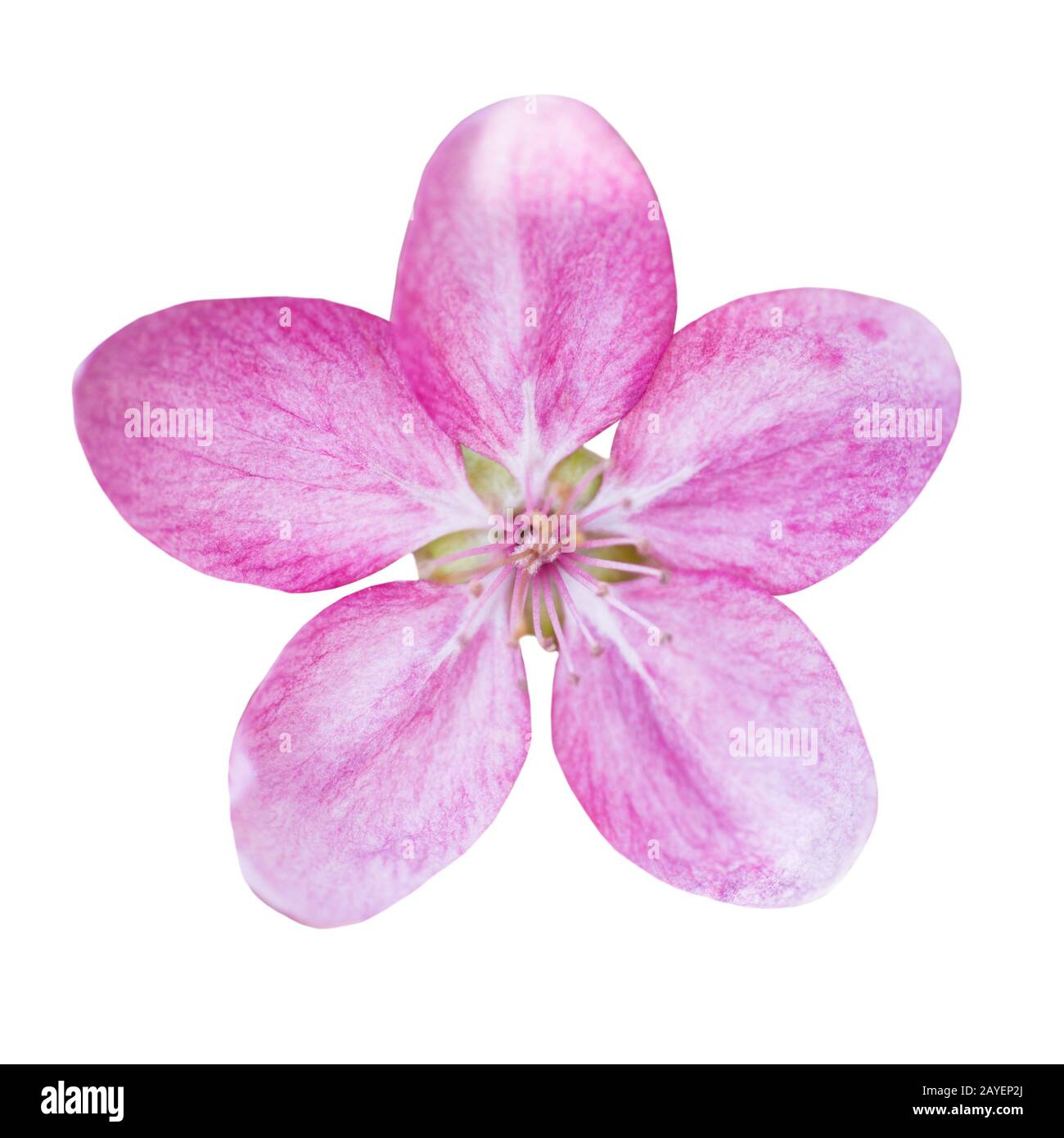 Pink flowers in hand Cut Out Stock Images & Pictures - Alamy