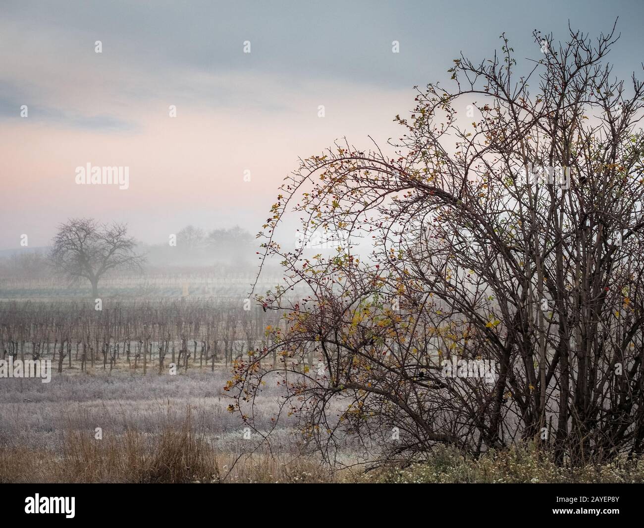 Tree in winter with beautiful morning sky in the Stock Photo - Alamy