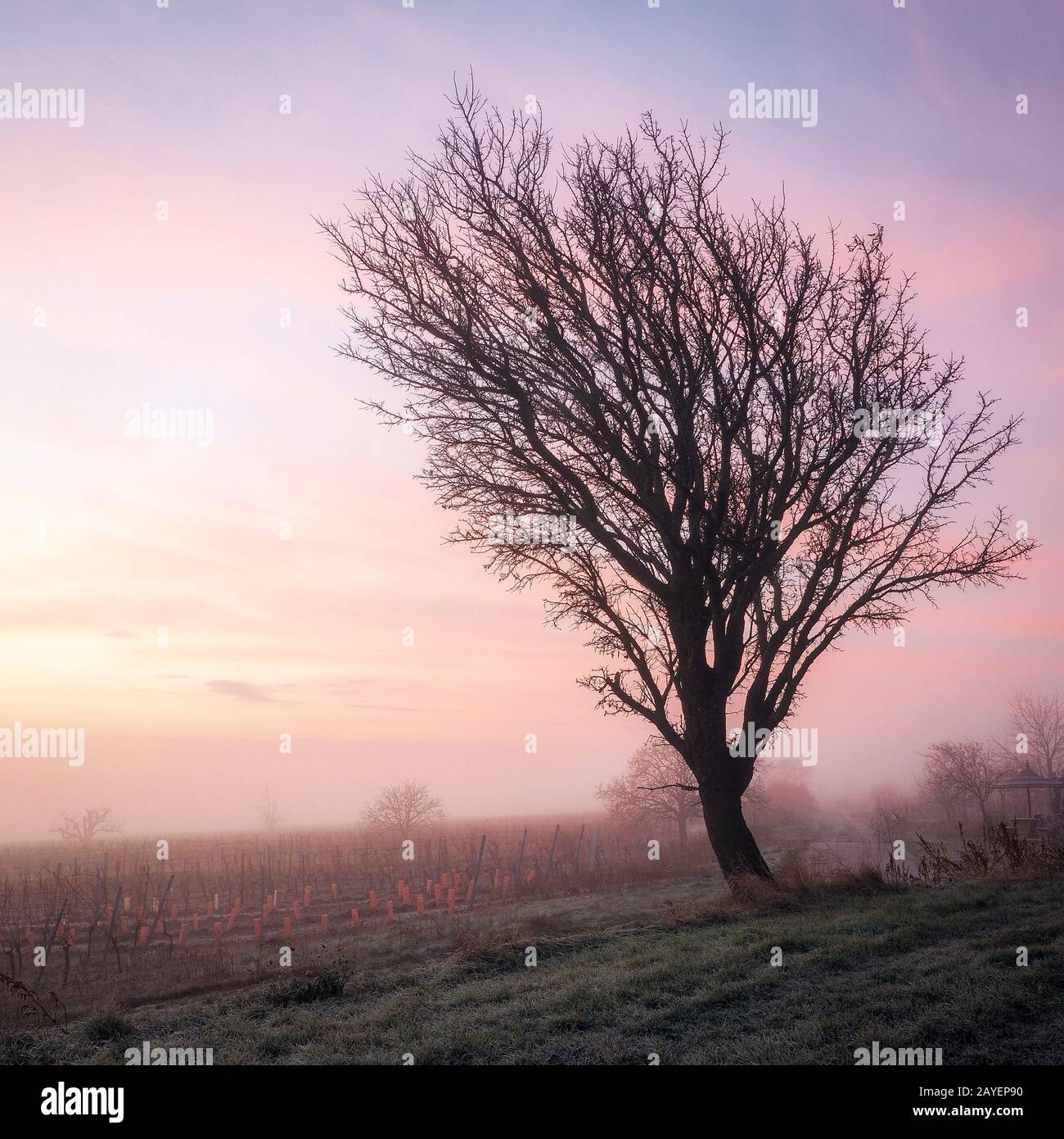 Tree in winter with beautiful morning sky in the back Stock Photo - Alamy