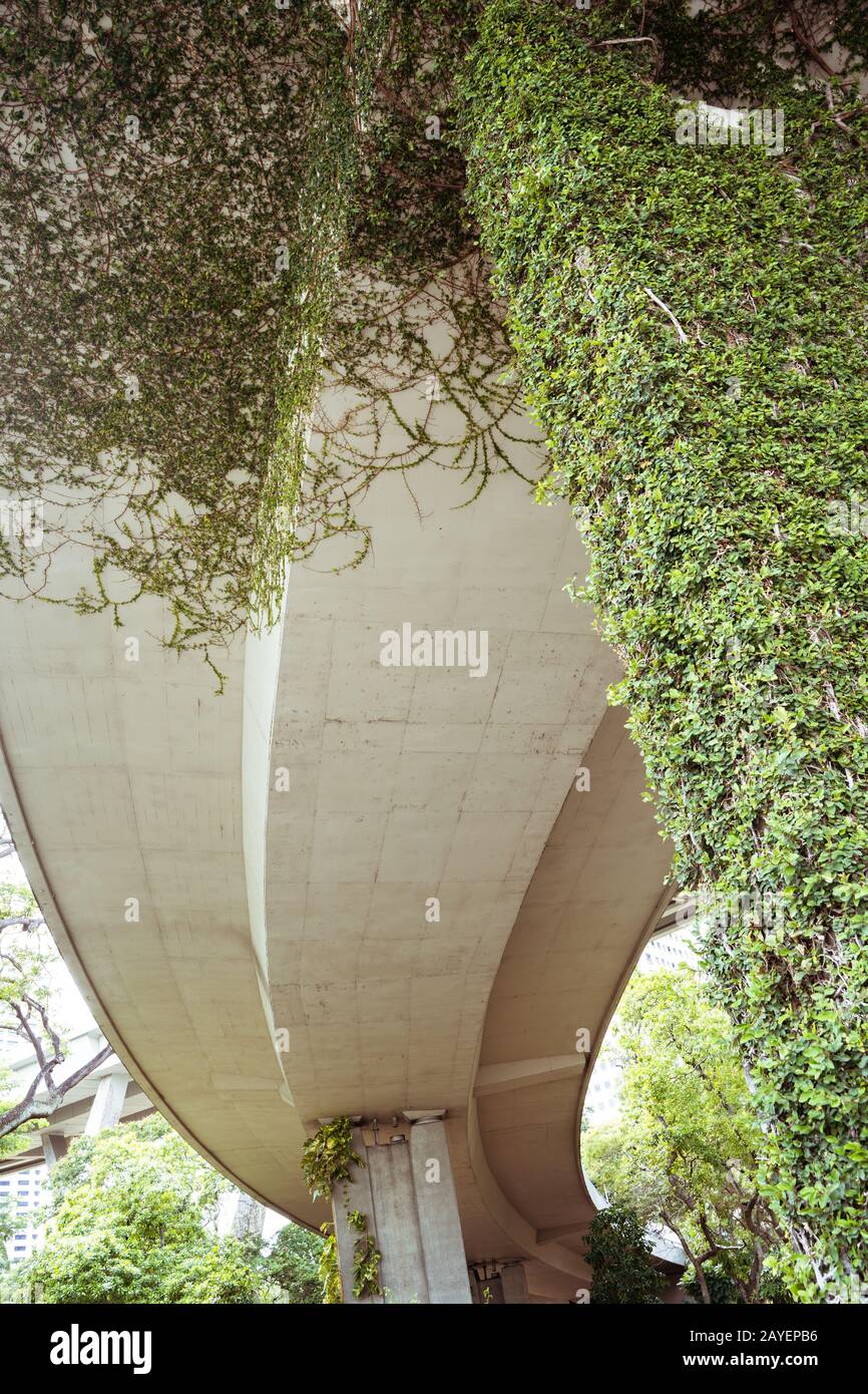 ivy climbing up the built bridge, nature concept reclaiming the land ...