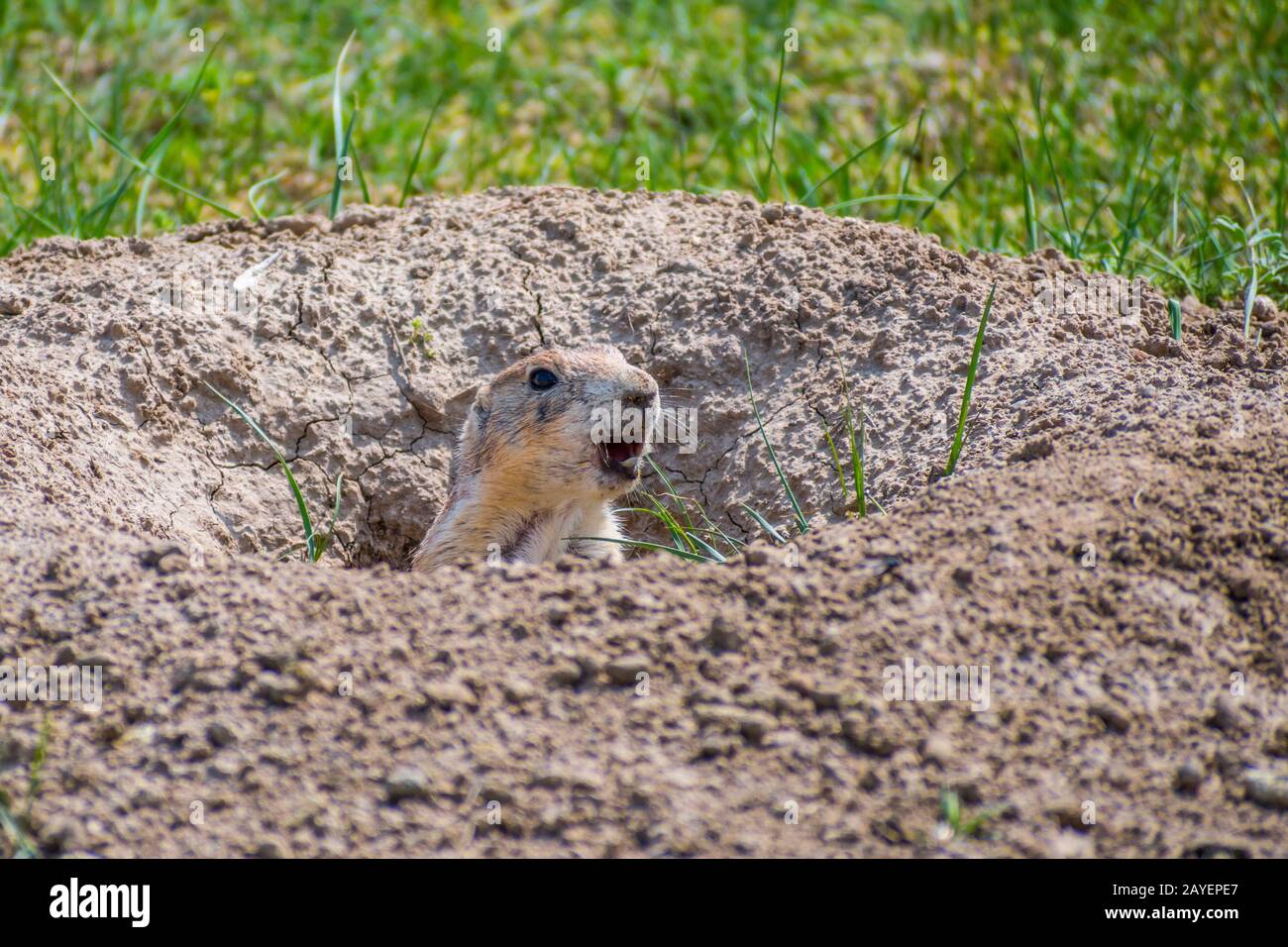 Prairie Dogs in Devils Tower National Monument, Wyoming Stock Photo - Alamy