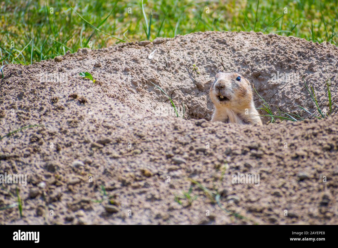Prairie Dogs in Devils Tower National Monument, Wyoming Stock Photo - Alamy