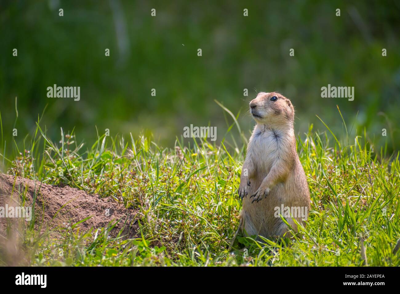 Prairie Dogs in Devils Tower National Monument, Wyoming Stock Photo - Alamy