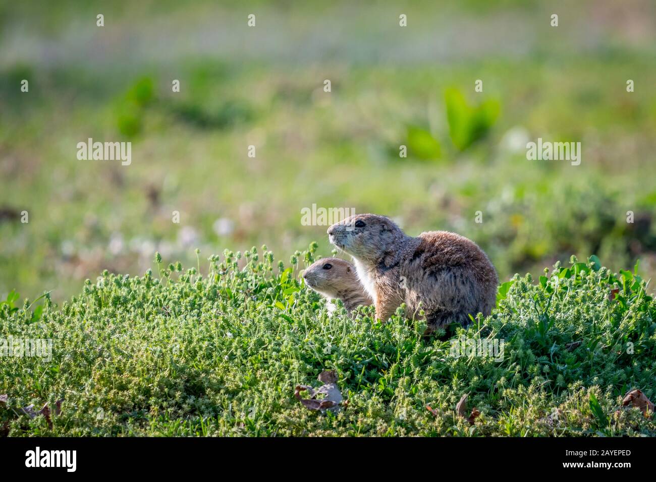 Little devils tower hi-res stock photography and images - Alamy