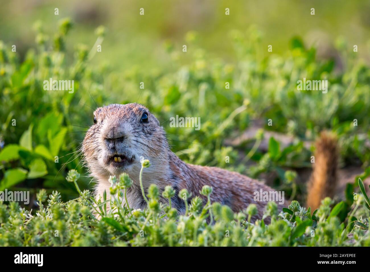 Prairie Dogs in Devils Tower National Monument, Wyoming Stock Photo - Alamy