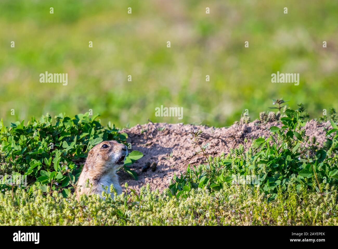 Prairie Dogs in Devils Tower National Monument, Wyoming Stock Photo - Alamy