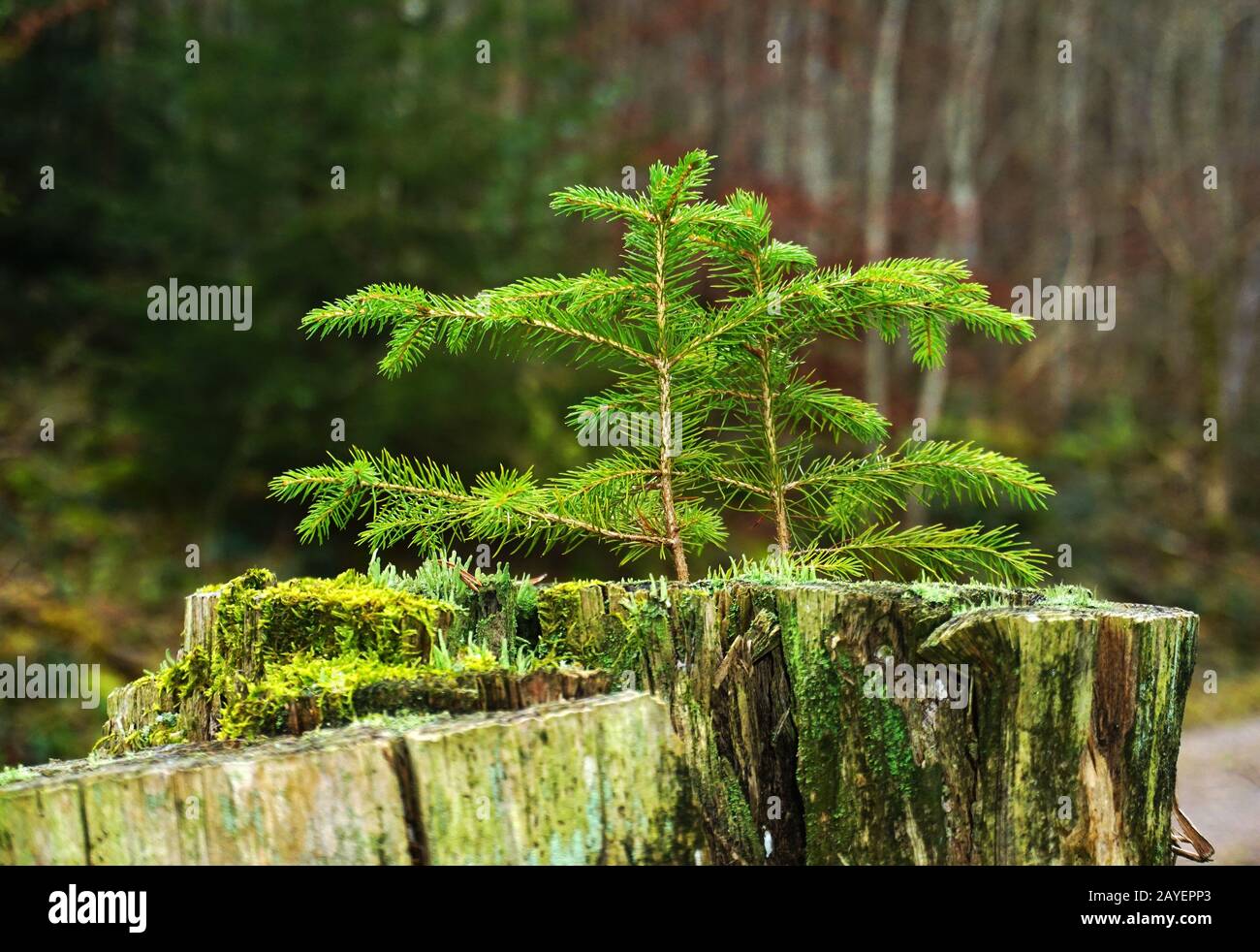 Spruce sprouts grow in a tree stump Stock Photo - Alamy