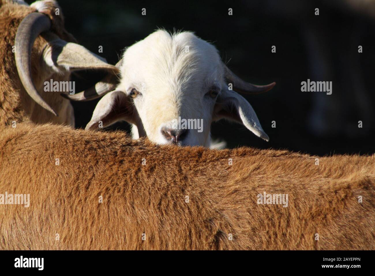 Ziegenbock schaf hi-res stock photography and images - Alamy