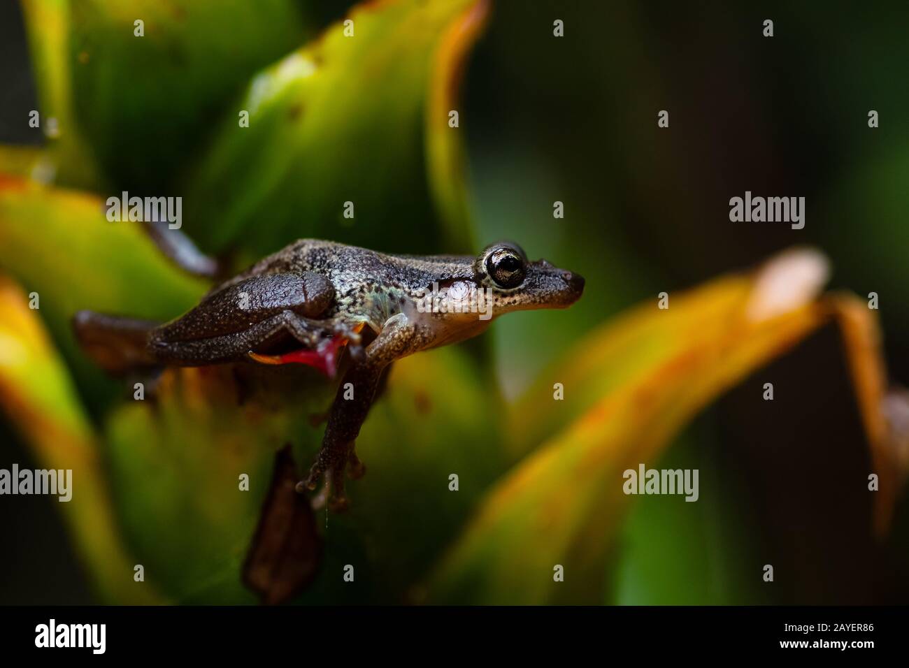 Canals amphibian hi-res stock photography and images - Alamy
