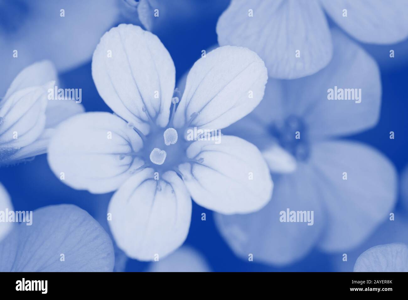 Flower small depth of field hi-res stock photography and images - Alamy